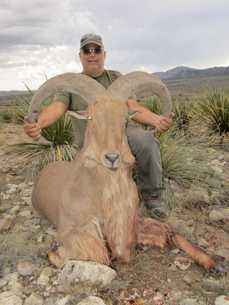 Aoudad Hunt Photos - Wildlife Systems Inc