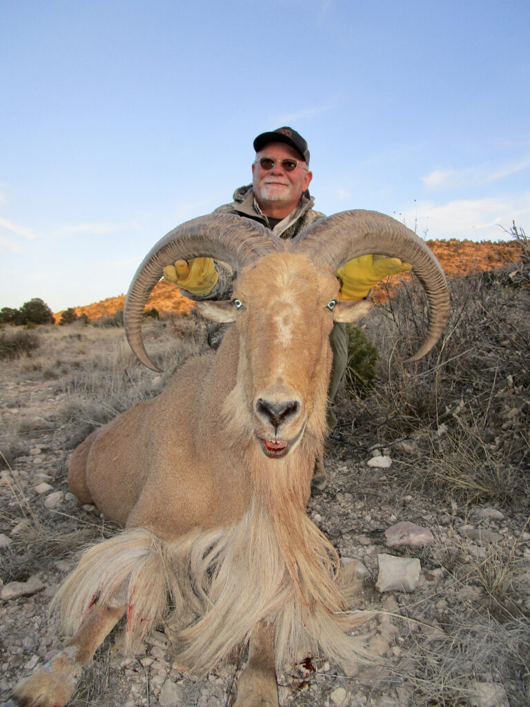 Aoudad Hunt Photos - Wildlife Systems Inc