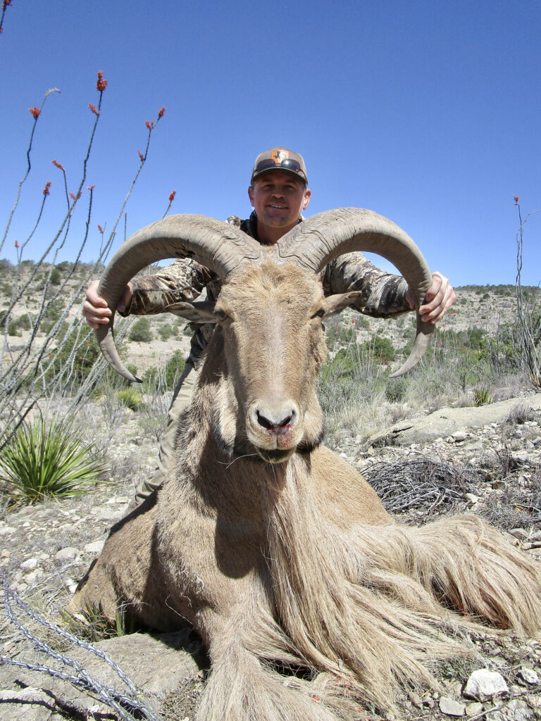 Aoudad Hunt Photos - Wildlife Systems Inc