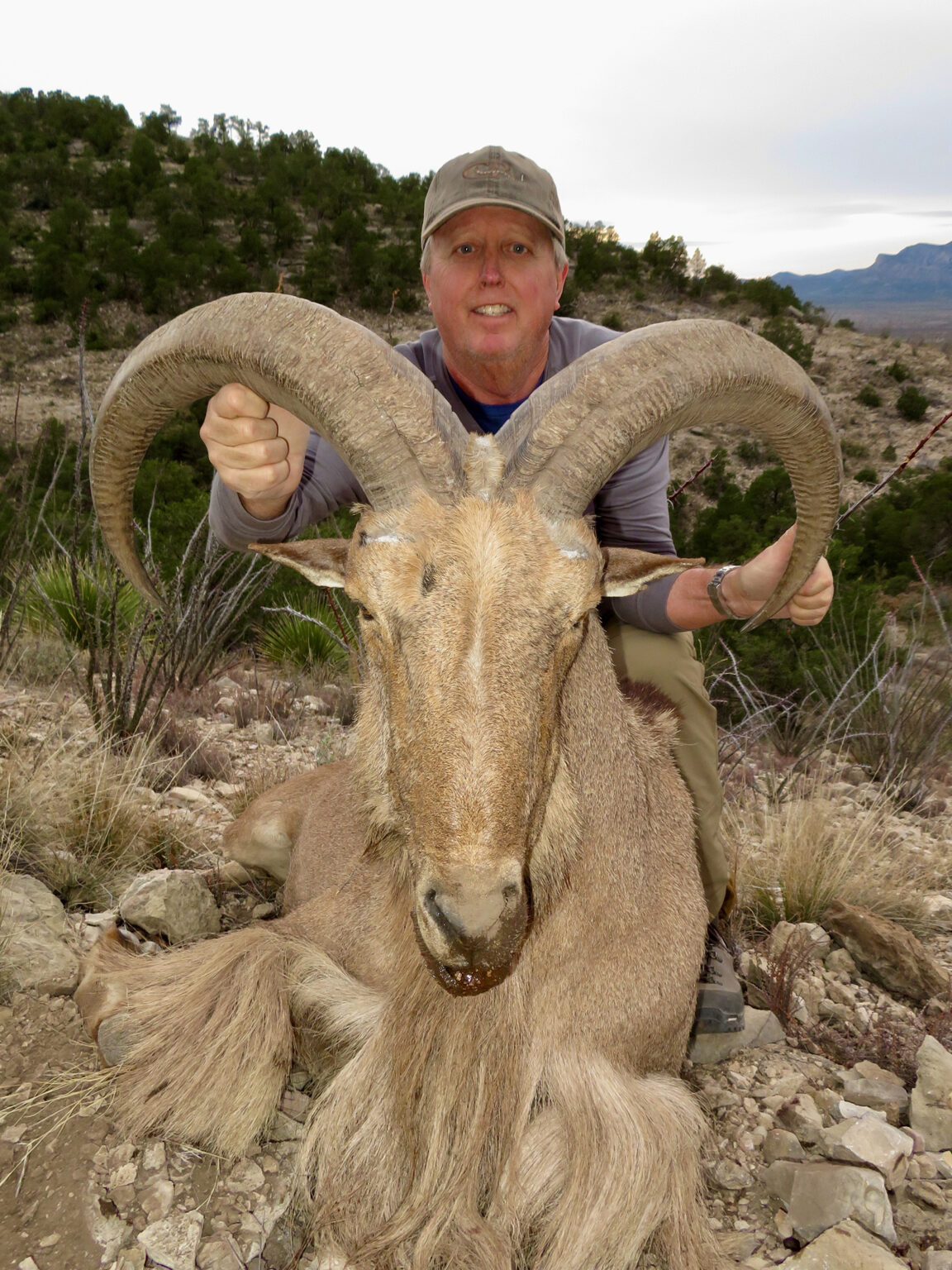 Aoudad Hunt Photos - Wildlife Systems Inc