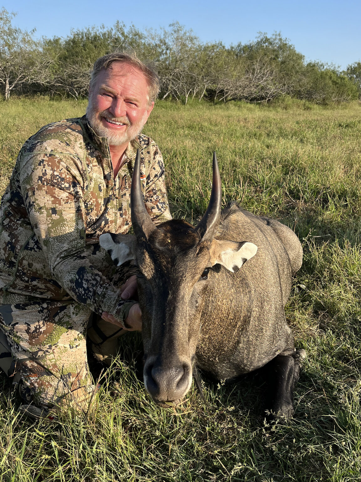 Nilgai Antelope - Wildlife Systems Inc