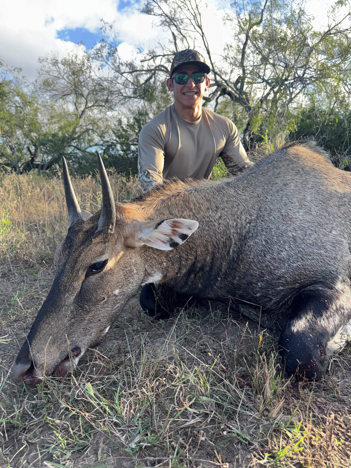 Nilgai Antelope - Wildlife Systems Inc