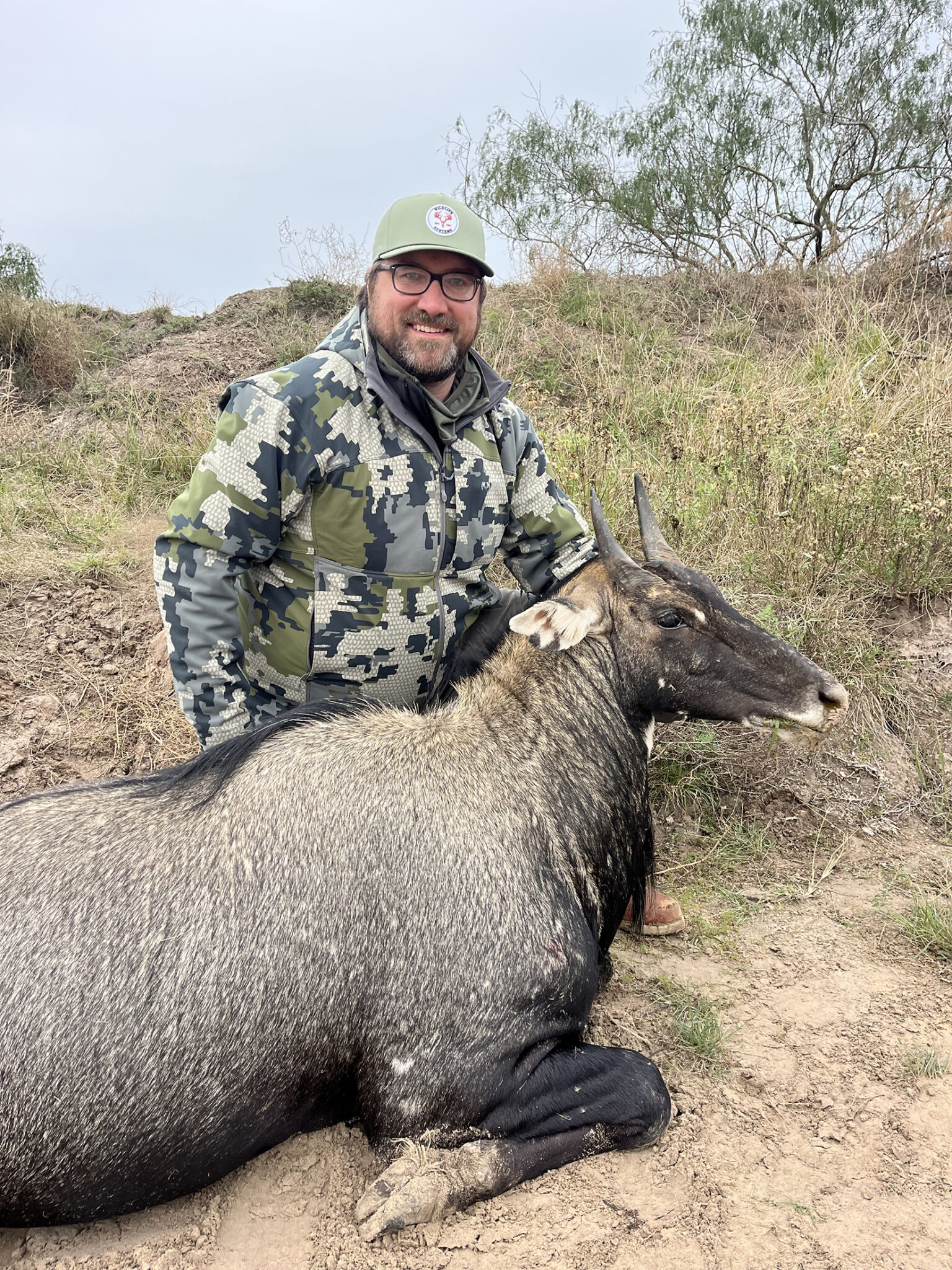 Nilgai Antelope - Wildlife Systems Inc