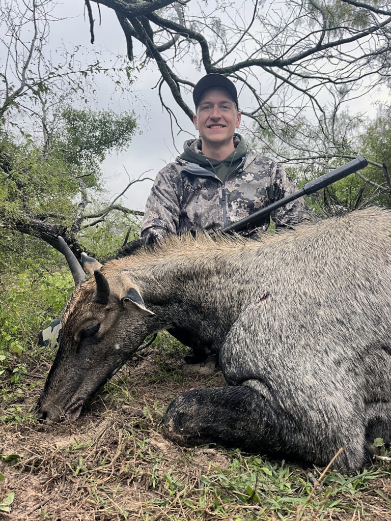 Nilgai Antelope - Wildlife Systems Inc
