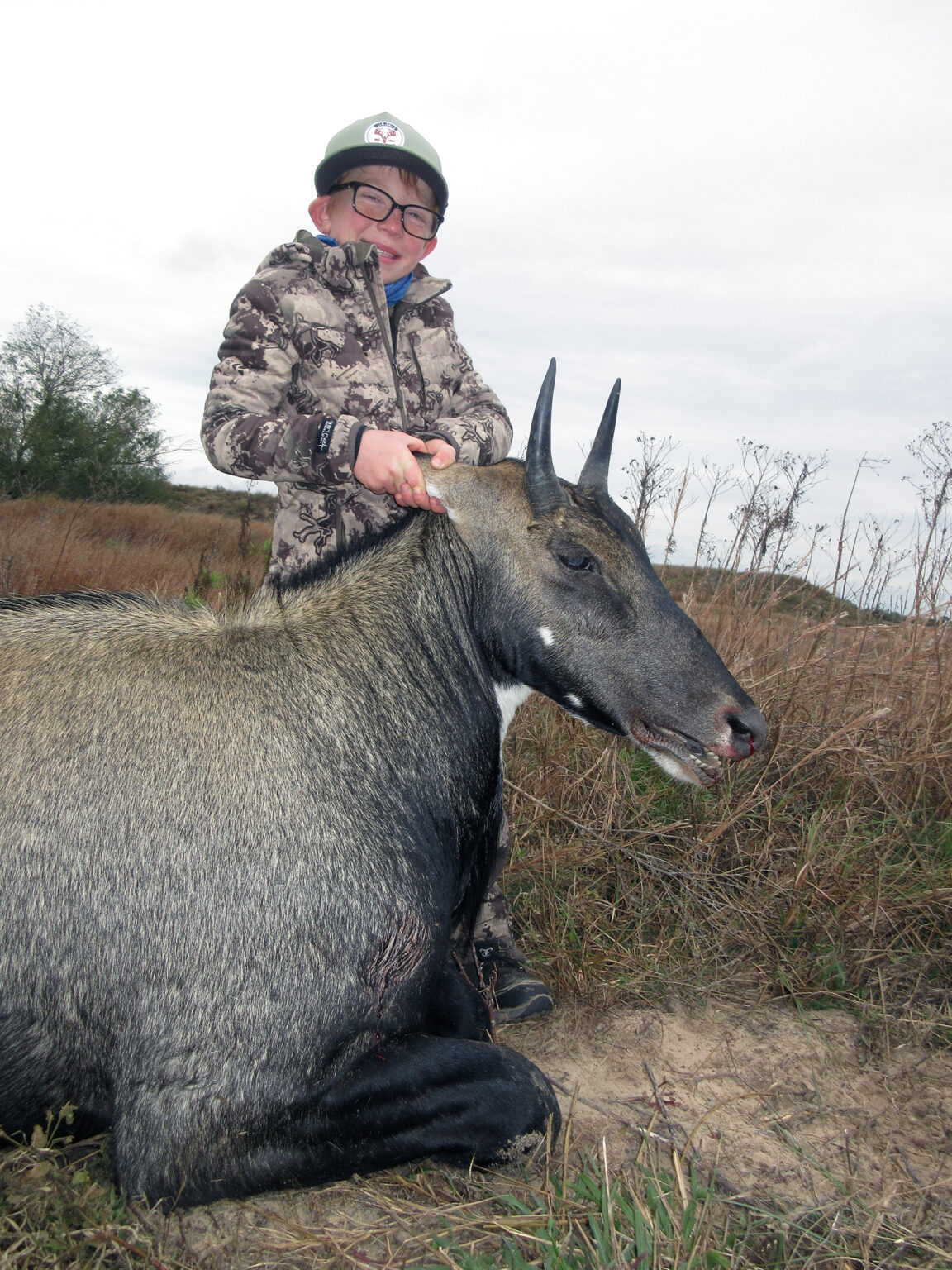 Nilgai Antelope - Wildlife Systems Inc