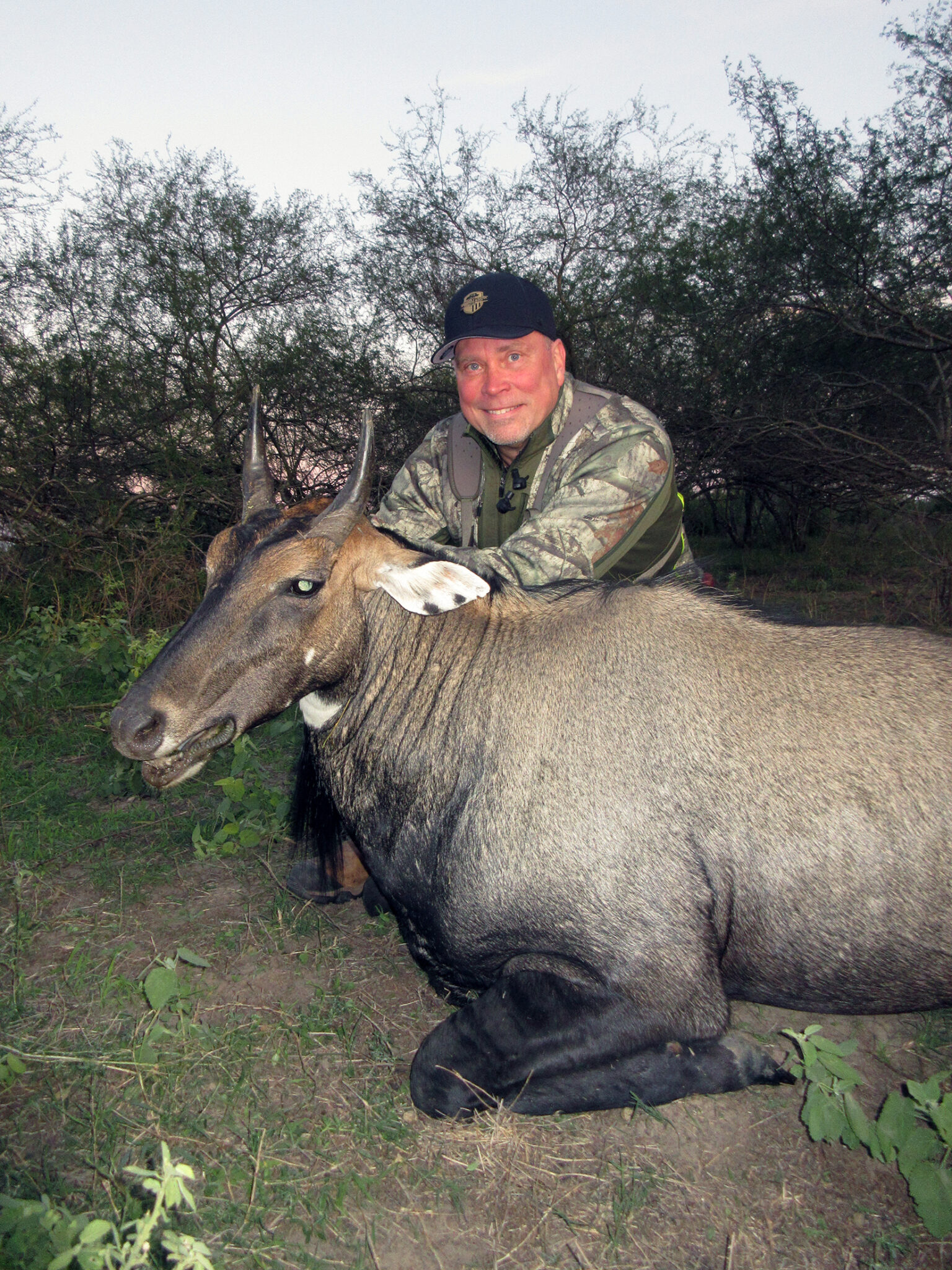 Nilgai Antelope - Wildlife Systems Inc