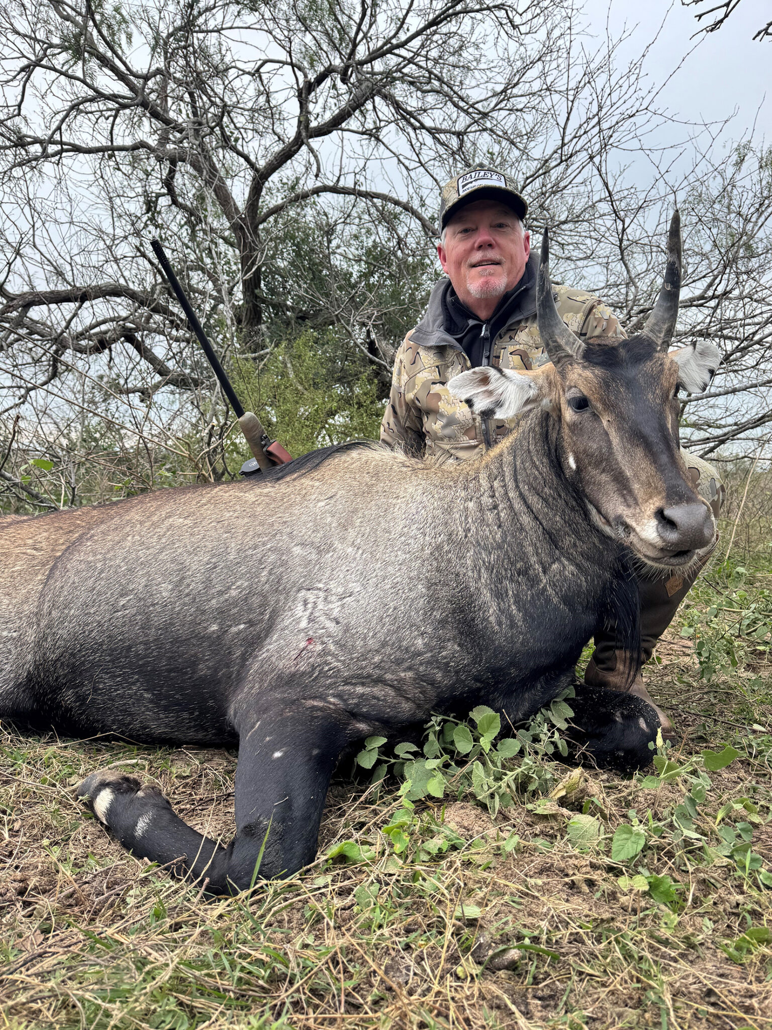 Nilgai Antelope - Wildlife Systems Inc