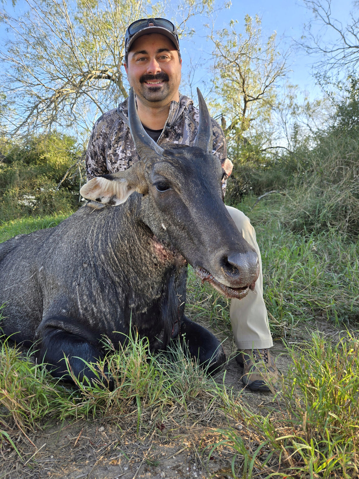 Nilgai Antelope - Wildlife Systems Inc
