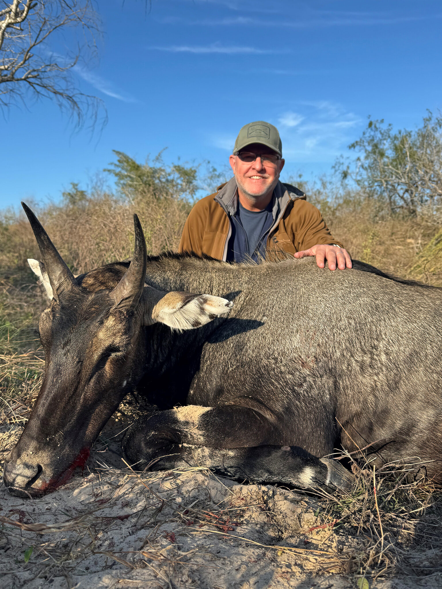 Nilgai Antelope - Wildlife Systems Inc