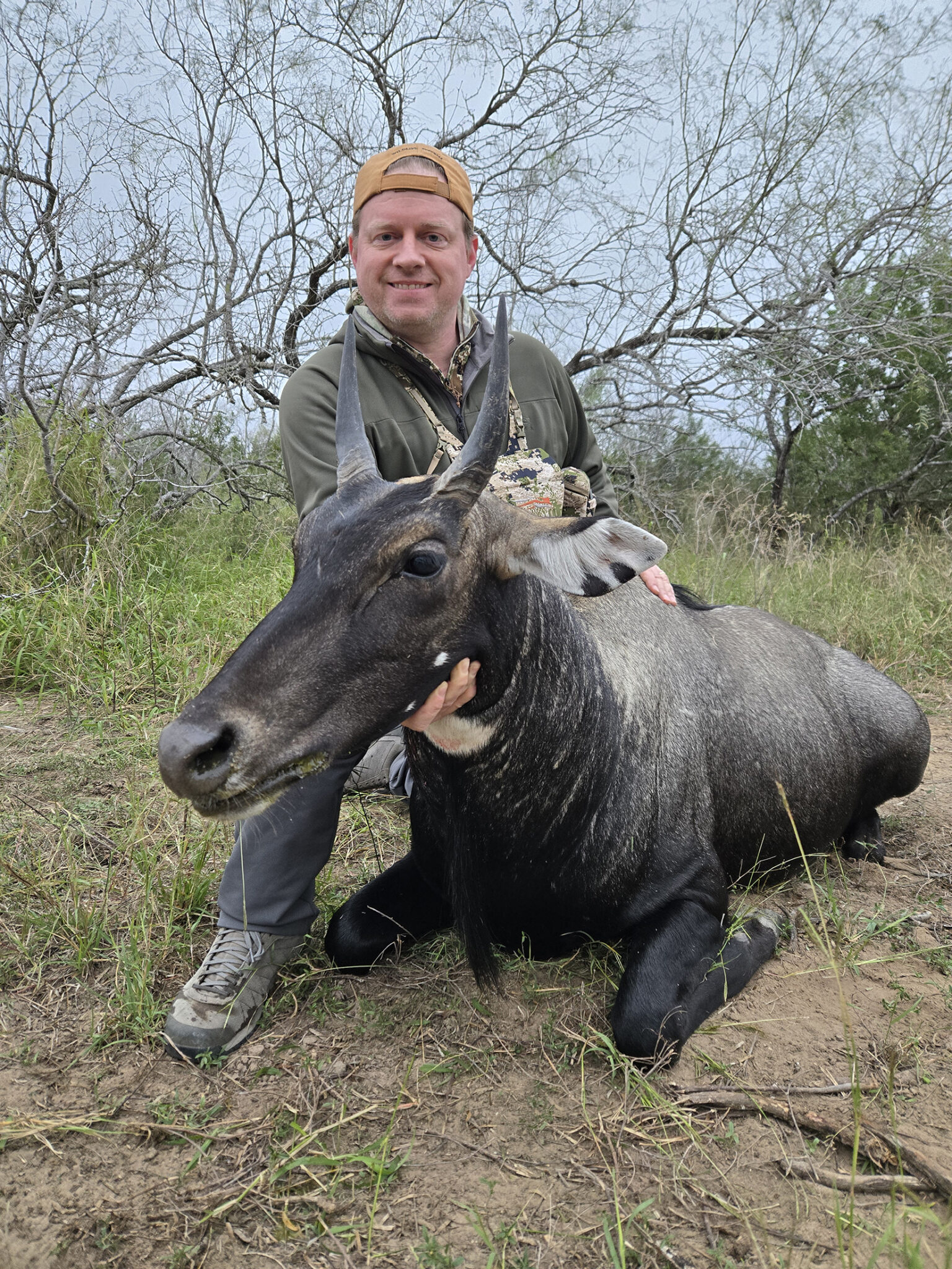 Nilgai Antelope - Wildlife Systems Inc